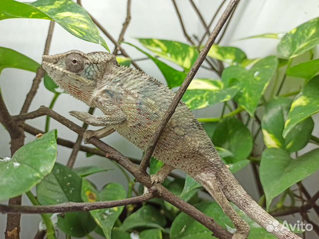 Пантеровый хамелеон - неяркий самец