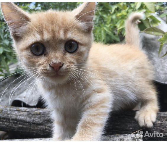 Светло рыжий котенок в добрые руки