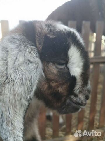 Козлики от очень молочных родителей