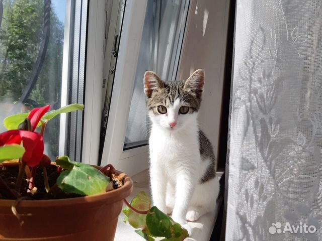 Котенок Добрыня 2,5 мес