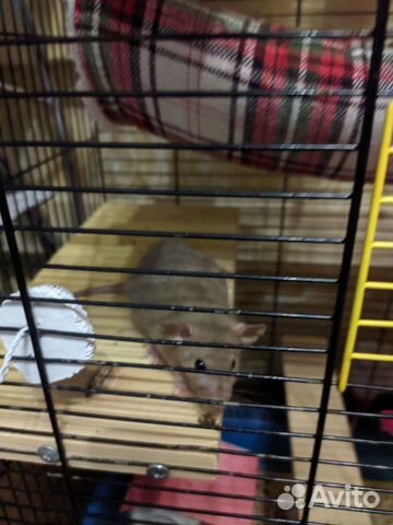 Крысята дамбо