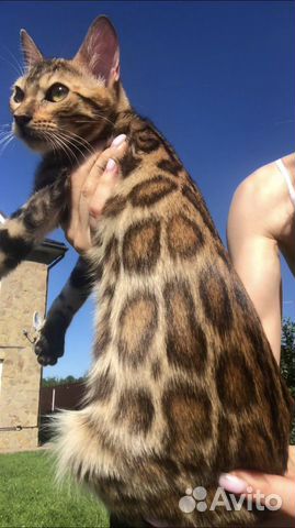 Бенгальские котята Викки и Вип