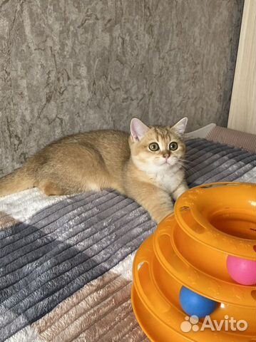 Британакая кошечка