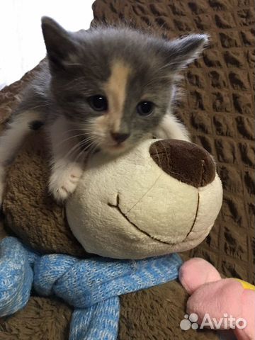 Кошки в добрые руки бесплатно