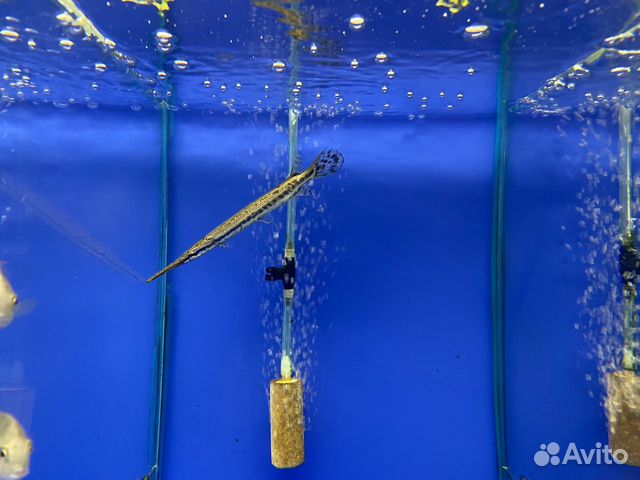 Щука панцирная