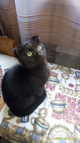 Котенок чёрный вислоухий