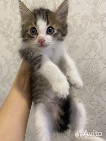 Ангорские котята