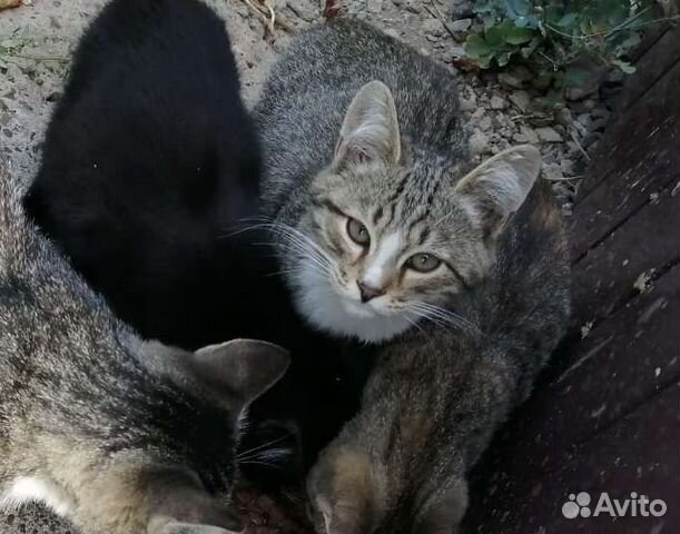 Котяткам нужен дом или передержка