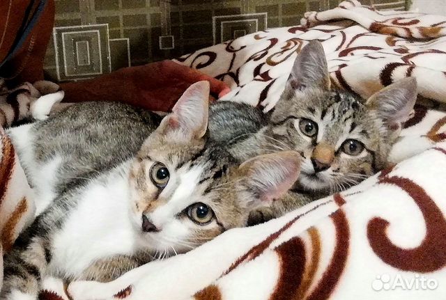 Кошка и котик