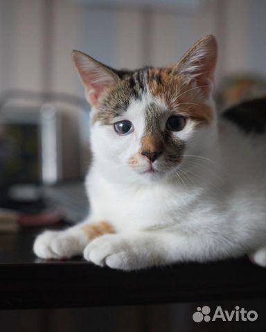 Котенок-девочка Масяня