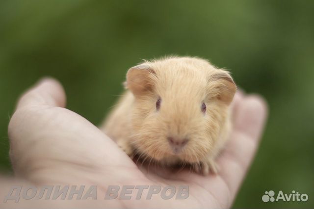 Морская свинка кремовая, самец