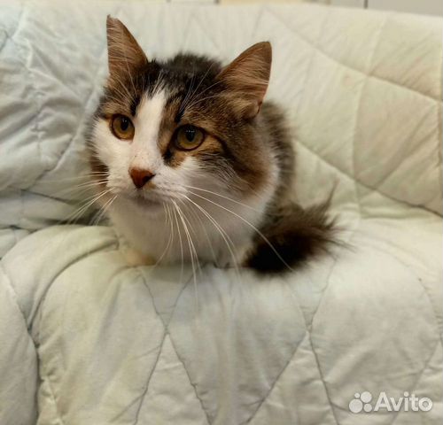 Кот Феликс, 2 года, кастрирован