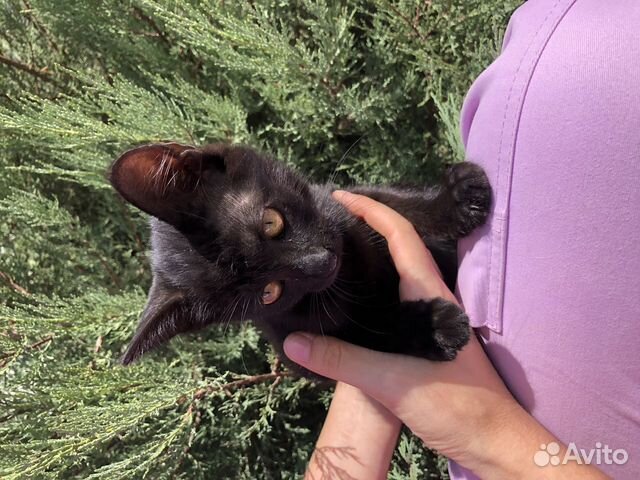 Кошечка - 3 месяца Крысоловка