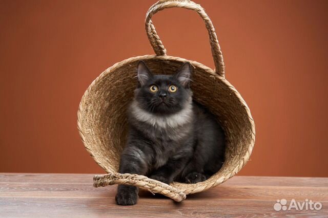 Клубный котенок курильский бобтейл