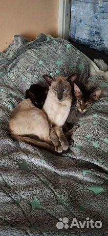 Кошечка ориентал