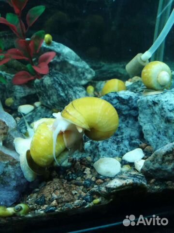 Улитки аквариумные - ампулярии