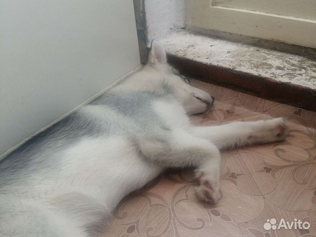 Щенок сибирской хаски