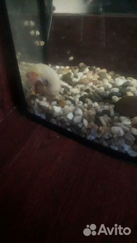 Улитки аквариумные