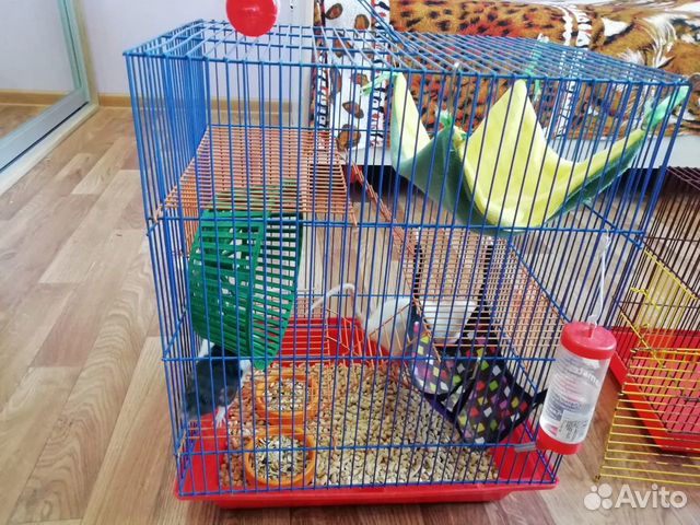 Крысы с клеткой