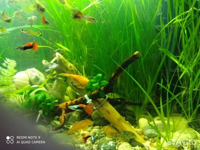 Аквариумные рыбки