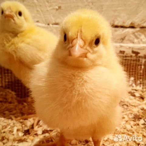 Цыплята бройлеры