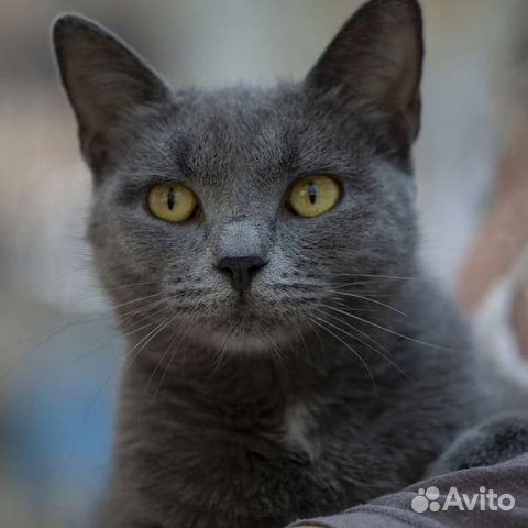 Котик метис русской голубой в добрые руки