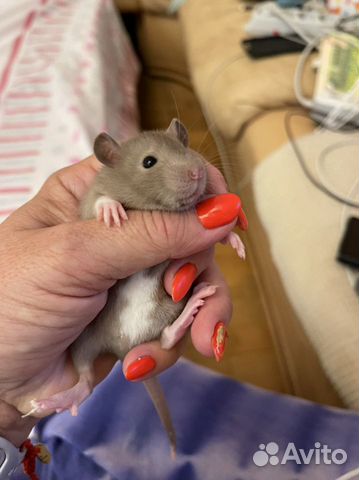 Крысята дамбо