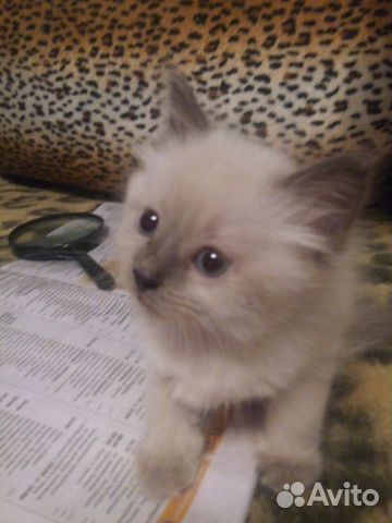 Лапочка котик
