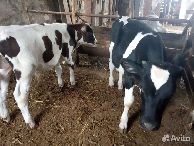 Телята бычки