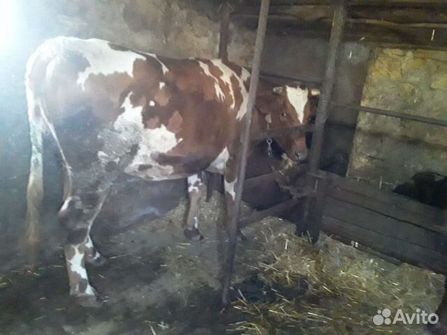 Телочка полных 2года не стельная