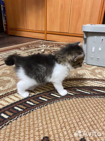 Курильский бобтейл