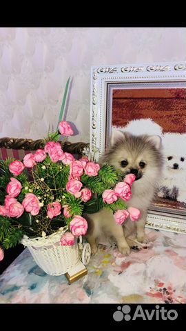 Померанский шпиц