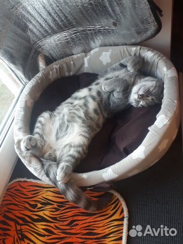 Котик бенгал