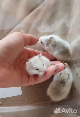 Хомячки роборовского