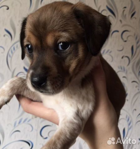 Щенок в добрые руки, девочка