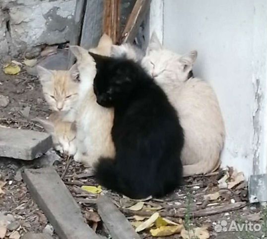 Котята в добрые руки
