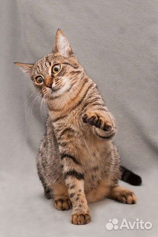 Котенок