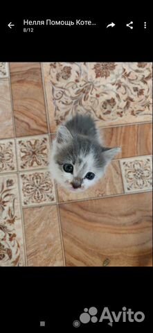 Две очаровательные девчонки в добрые руки