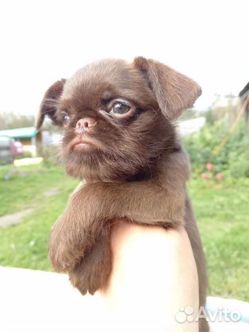 Шоколадное чудо