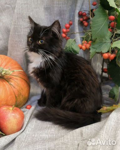 Аристократичная Маркиза