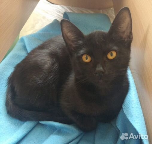 Котик в добрые руки