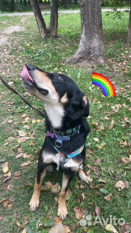 Собака в добрые руки