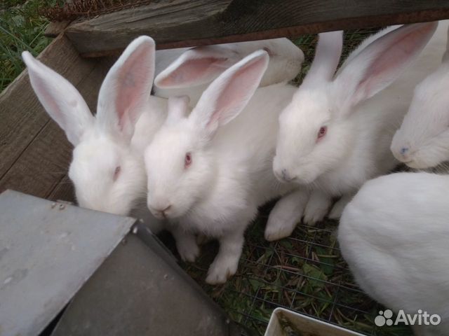 Крольчата белый великан, девочки