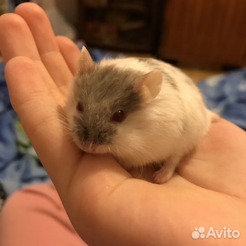 Хомяк Кэмпбелла