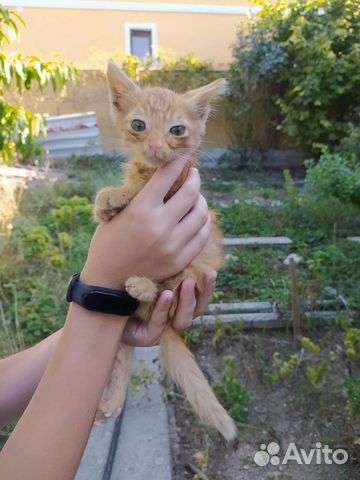 Котенок в дар