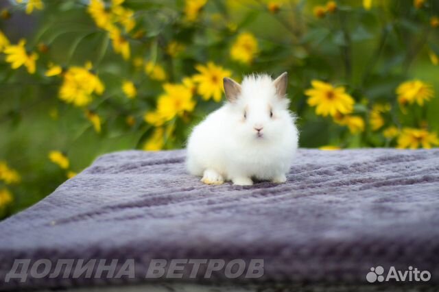 Кролик карликовый мальчик