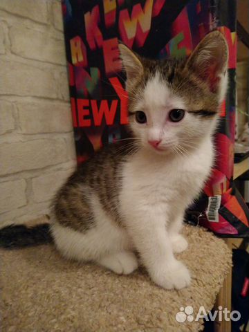 Котенок Шустрик, в дар