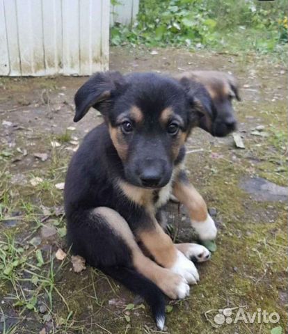 Щенок в добрые руки