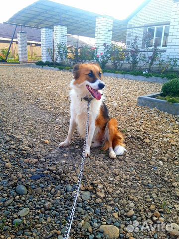 Ищет дом красавица Джессика