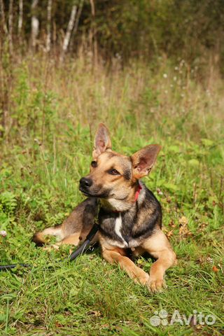 Чудесная собака ищет дом, в добрые руки